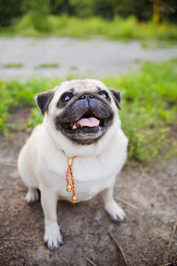 Funny Pug stock photo. Image of domestic, hound, portrait - 42871382