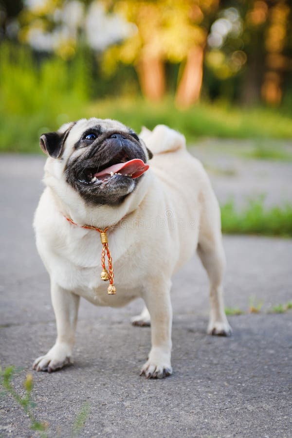 Funny pug stock image. Image of hound, pets, female, outdoors - 43006685