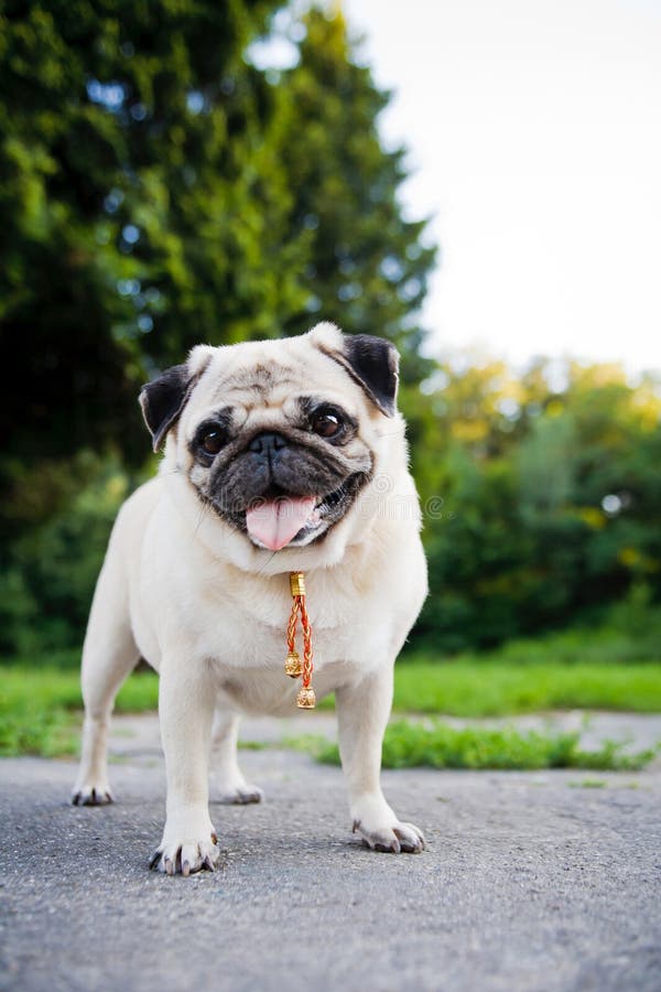 Pug puppy outside in grass stock photo. Image of portrait - 15996494