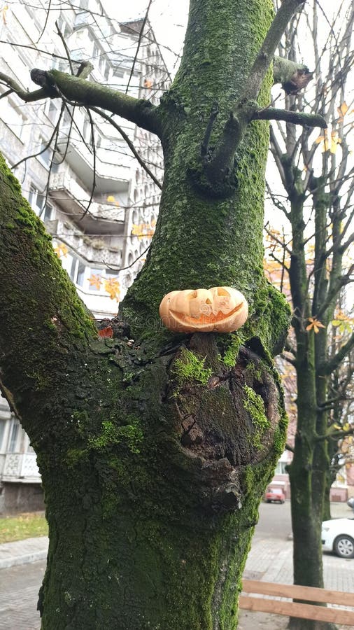 Funny Pumpkin Terrible Old Moldy Tree Stock Image - Image of pumpkin ...