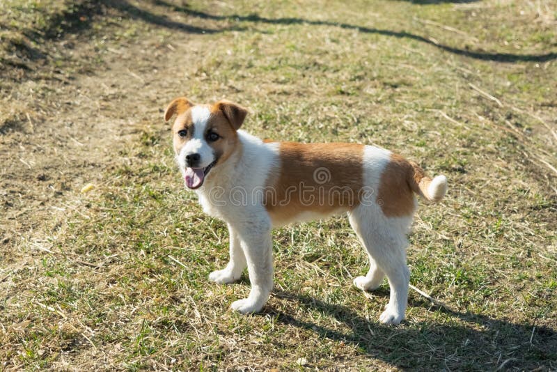 Cheerful Puppy on a Walk. Cute Pets Stock Image - Image of baby ...