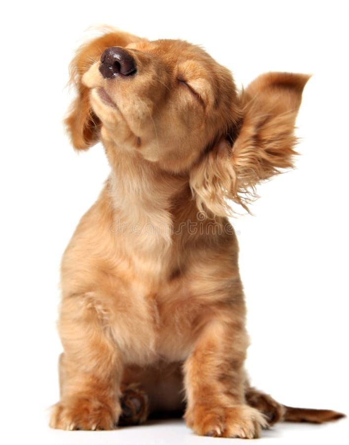 Funny puppy stock photo. Image of dachshund, cute, puppy - 5537178