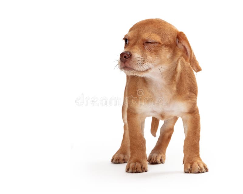 Why Do Dogs Squint At You