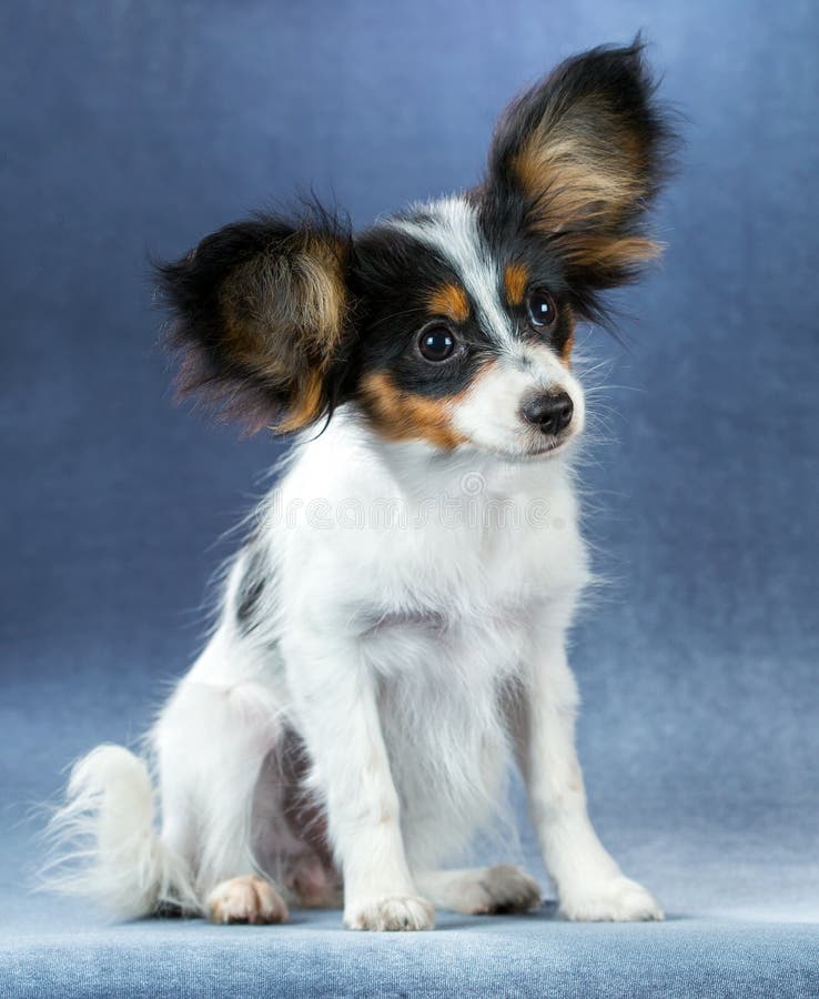 Two funny Papillon puppy stock photo. Image of domestic - 58568548