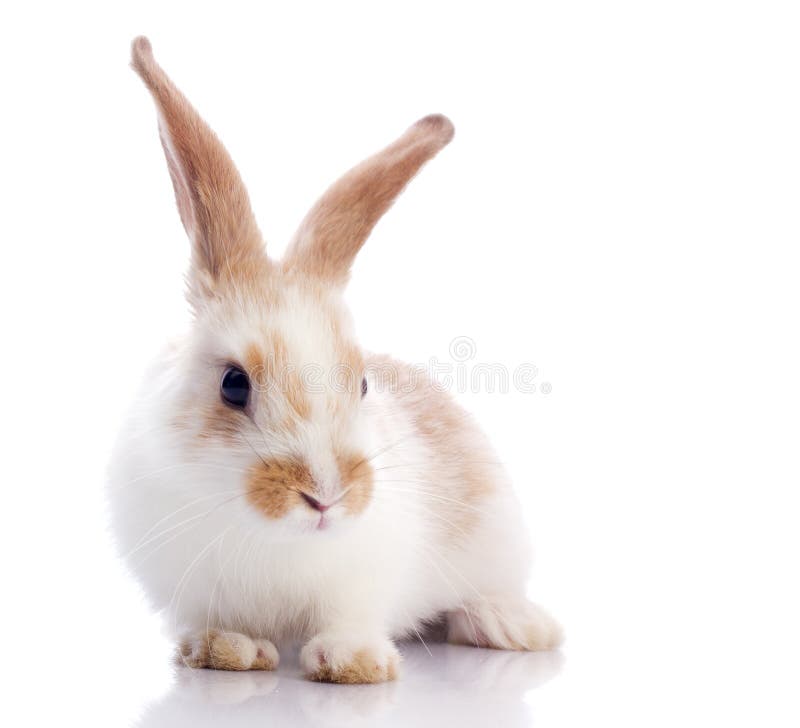 Fancy Rabbit and Easter Eggs Stock Image - Image of sitting, sweet ...