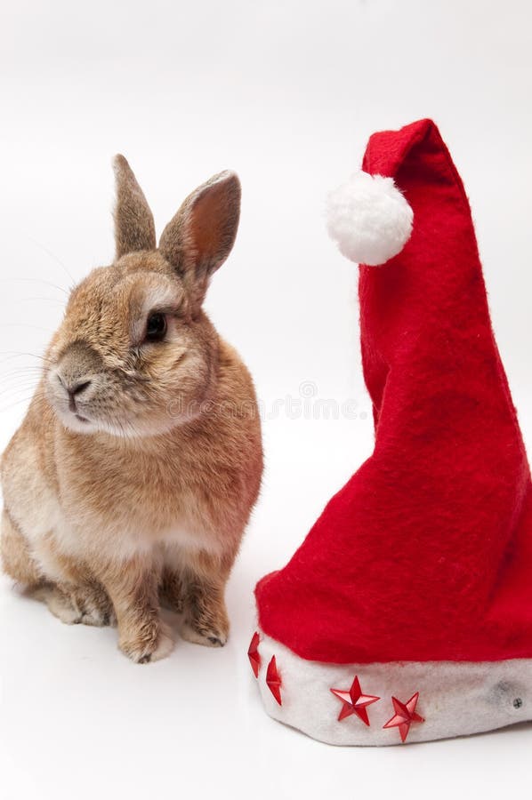 Funny Rabbit stock photo. Image of small, adorable, sweet - 30170614