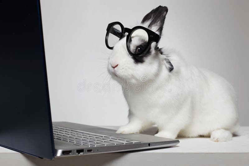 Funny Rabbit with Computer. Animal Business Stock Photo - Image of ...