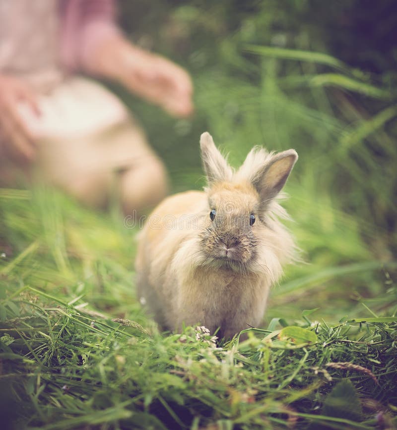Funny rabbit stock image. Image of whiskers, ears, veins - 88647917