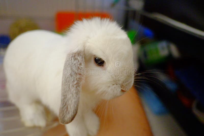 Funny rabbit stock photo. Image of funny, focus, rabbit - 67420480