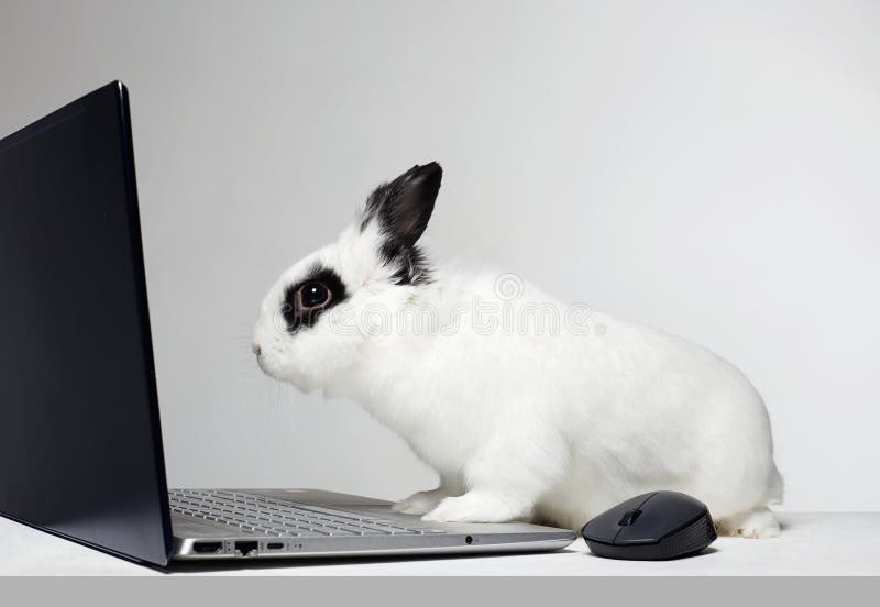 Funny Rabbit on Laptop. Fluffy Easter Bunny Stock Image - Image of ...