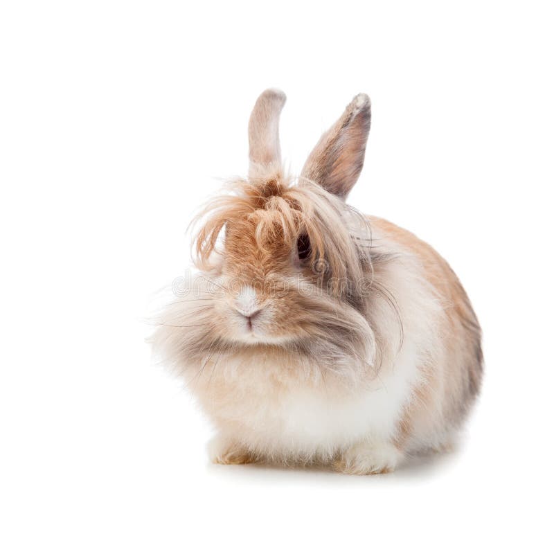 Funny rabbit stock photo. Image of isolated, nature, comic - 37868700