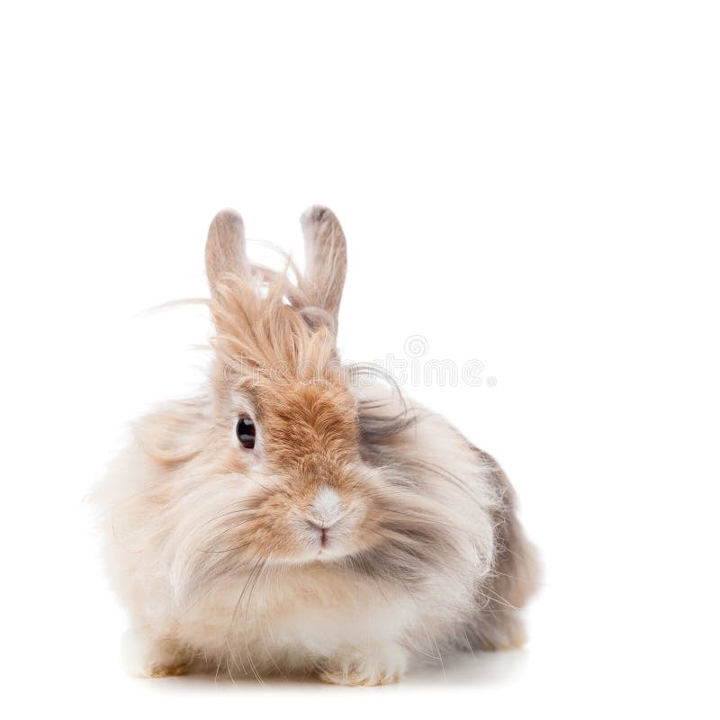 Funny rabbit stock image. Image of isolated, animal, hare - 38753239