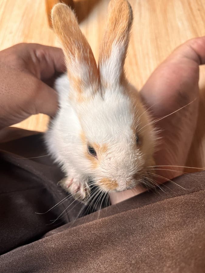 Funny rabbit stock photo. Image of rodent, animal, squirrel - 290311304