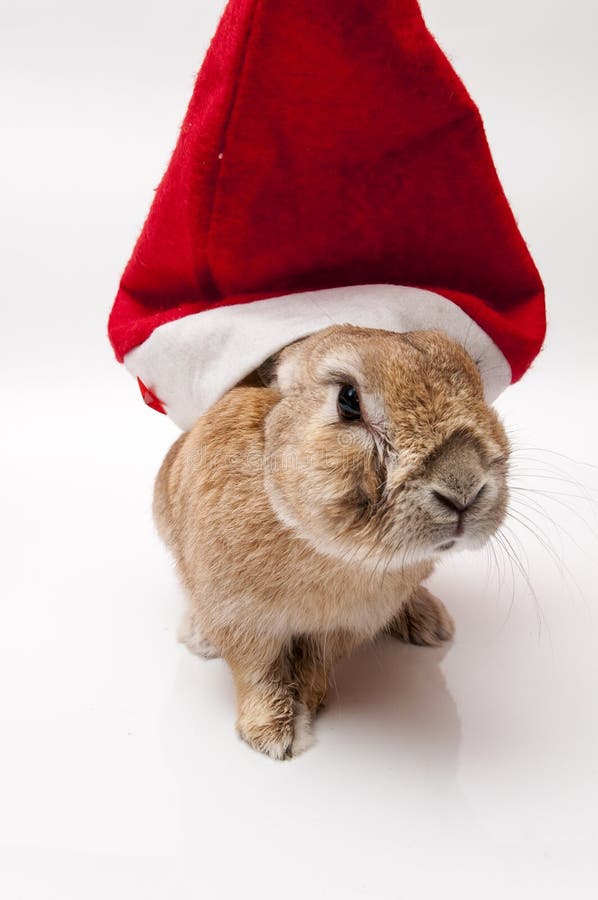 Funny Rabbit stock photo. Image of small, adorable, sweet - 30170614