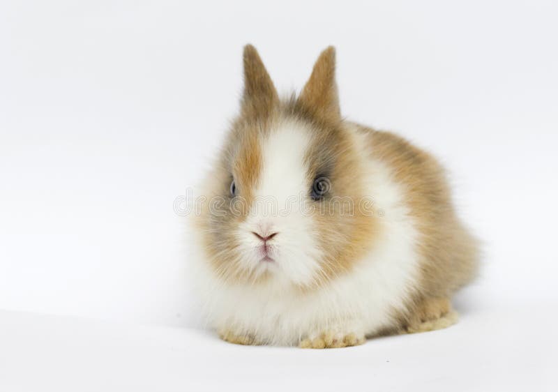 Rabbit on a White Background Stock Image - Image of peeking, decorative ...