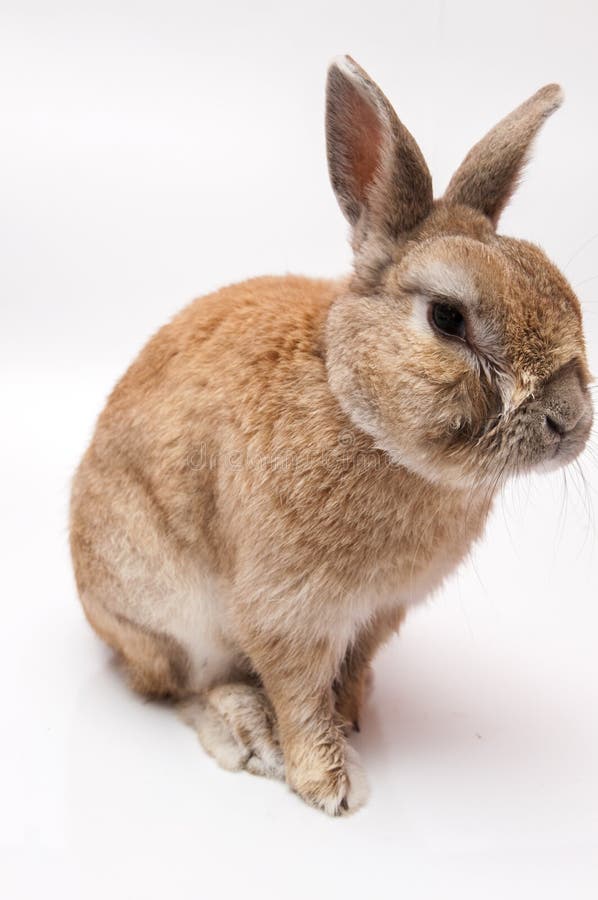 Funny Rabbit stock photo. Image of small, adorable, sweet - 30170614