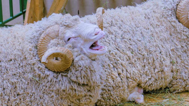 2,074 Funny Ram Stock Photos - Free & Royalty-Free Stock Photos from ...