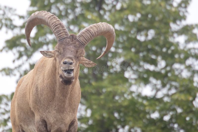 Funny ram with horns stock photo. Image of corral, agro - 160861178