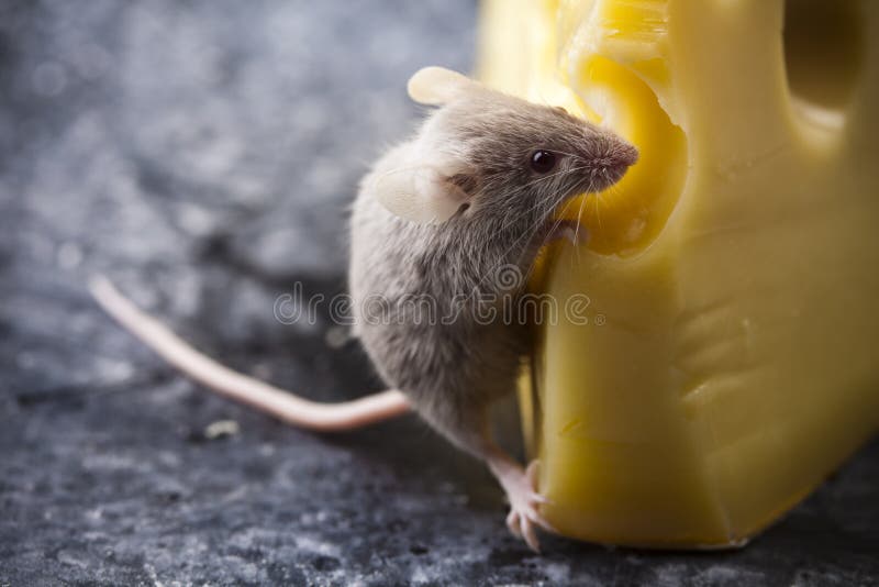 Funny rat stock image. Image of sniff, cute, head, isolated - 10879239