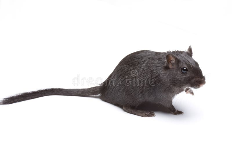 186 Pointing Rat Stock Photos - Free & Royalty-Free Stock Photos from ...