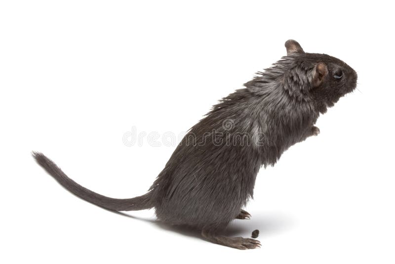 Funny rat stock photo. Image of listen, pointing, mice - 7069808