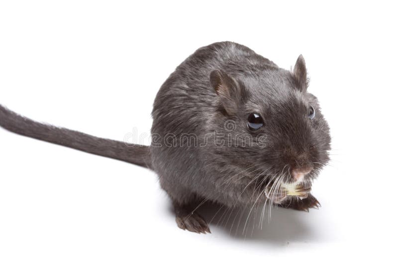 Funny rat stock photo. Image of listen, pointing, mice - 7069808