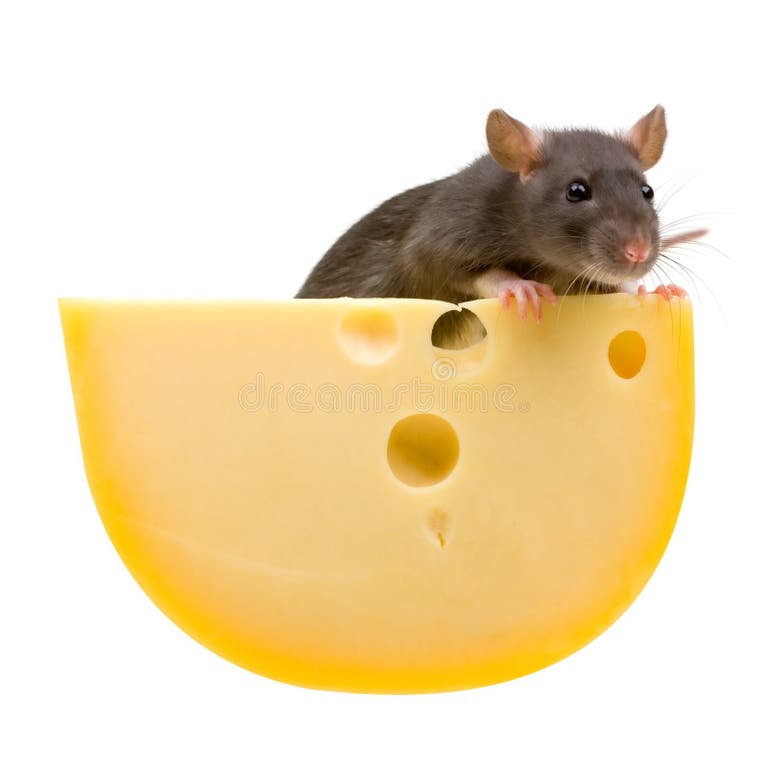 4,089 Rat Cheese Stock Photos - Free & Royalty-Free Stock Photos from ...