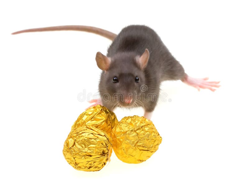 Chocolate Candies Collection Isolated Stock Image - Image of dessert ...