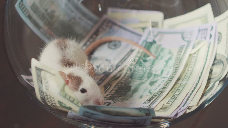 Funny a Rat with a Lot of Money, but without Freedom. Stock Video ...