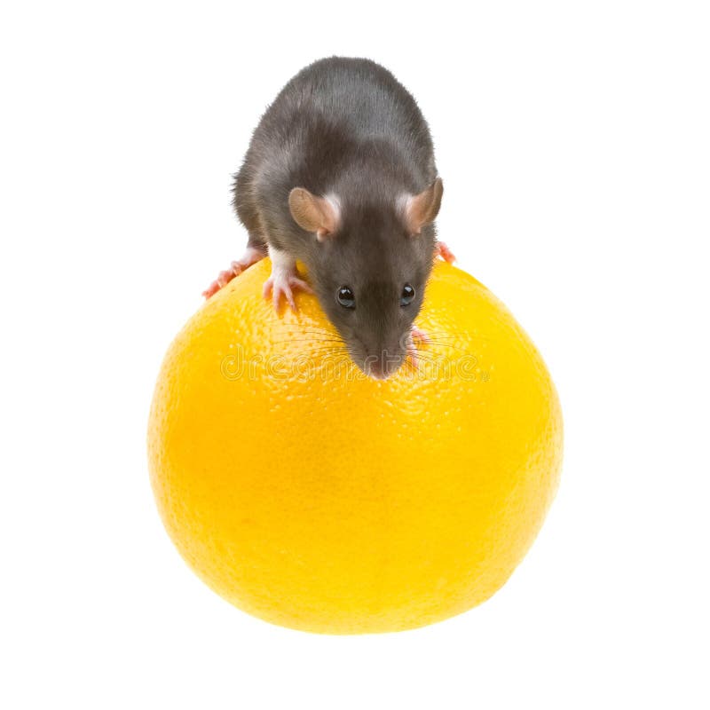 Funny Rat and Orange on White Stock Photo - Image of portrait, head ...