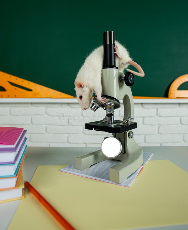 Funny Rat Sit on Microscope, Banner for University College or School ...