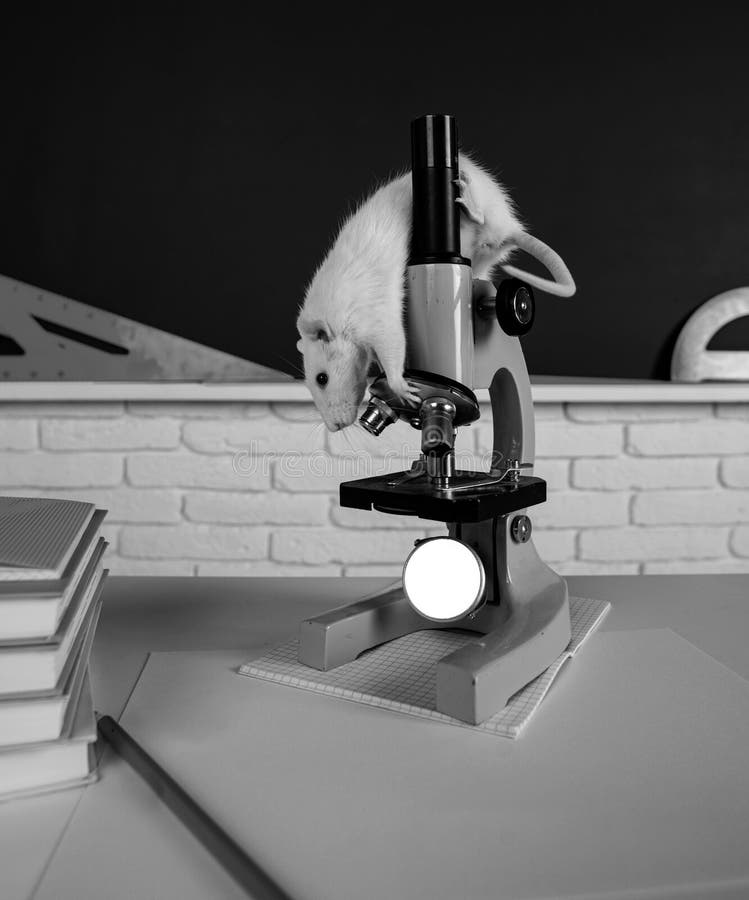 Funny Rat Sit on Microscope, Banner for University College or School ...