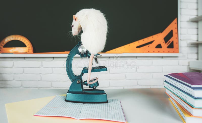 Funny Rat Sit on Microscope. Learning, Education and Science Concept ...