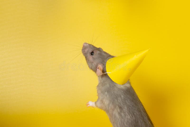 Rat Waving Stock Photos - Free & Royalty-Free Stock Photos from Dreamstime