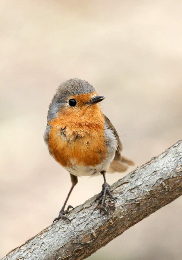 690 Funny Robin Stock Photos - Free & Royalty-Free Stock Photos from ...