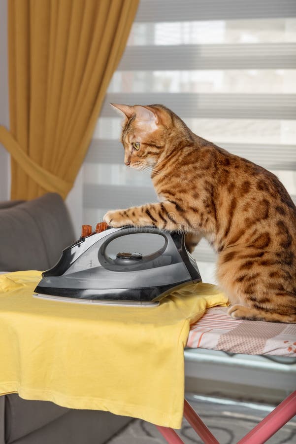 Ironing Board Cat Stock Photos - Free & Royalty-Free Stock Photos from ...