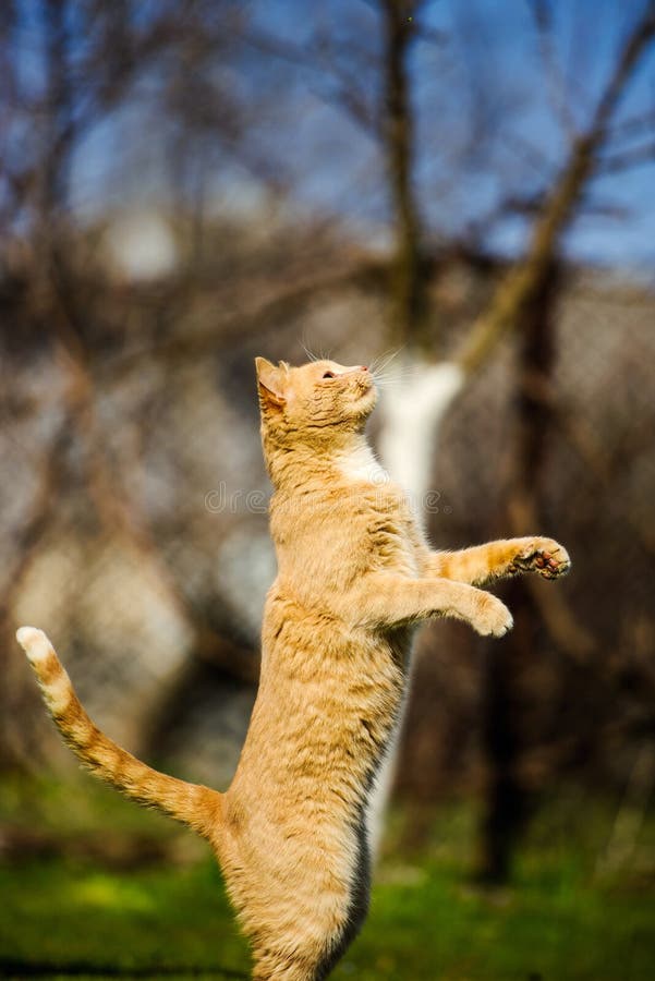 884 Happy Cat Jumping Stock Photos - Free & Royalty-Free Stock Photos ...