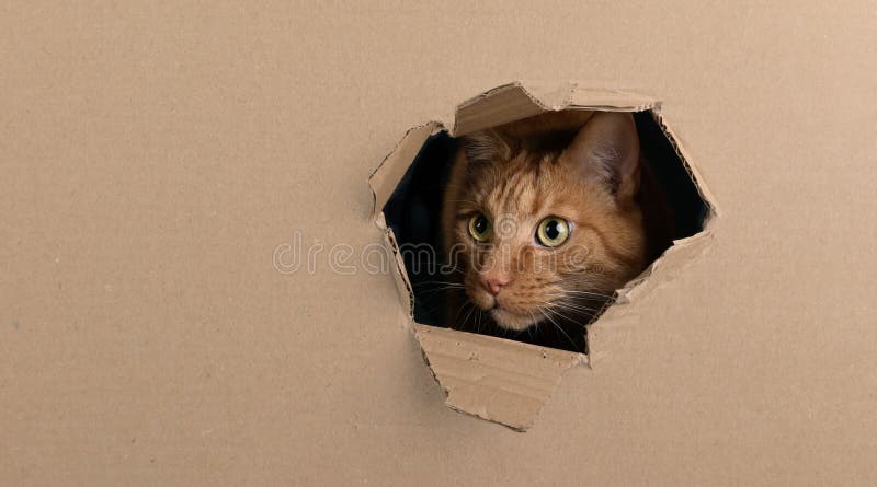 242 Funny Cat Hole Cardboard Box Stock Photos - Free & Royalty-Free ...