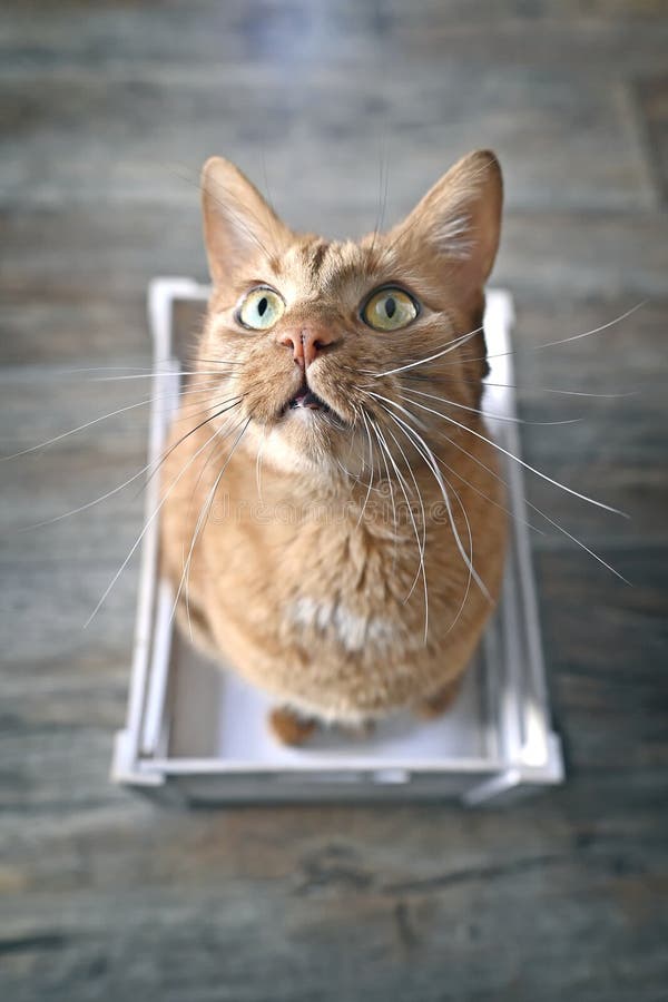 Funny Red Cat Sitting in a Box and Facing Up. Stock Image - Image of ...