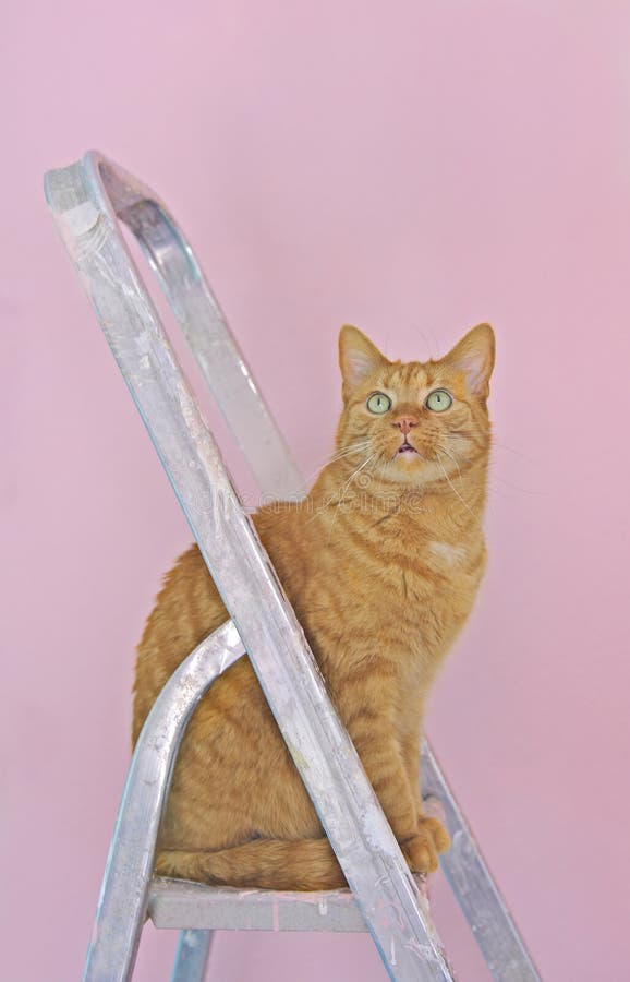 Funny Red Cat Sitting on a Step Ladder and Looking Curious Up. Stock ...