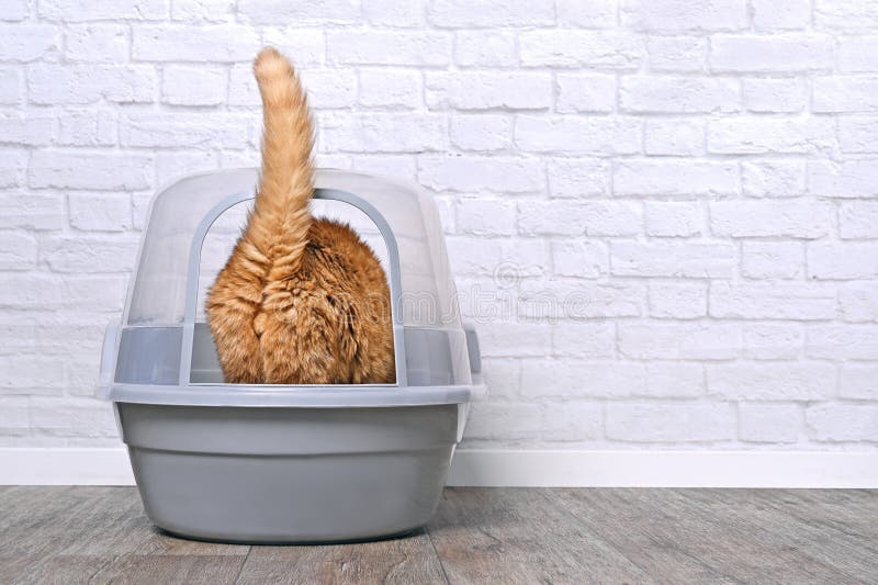 Funny Red Cat Step Inside a Closed Litter Box. Stock Image - Image of ...