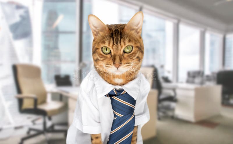 Funny Red Cat in a Suit in the Office at the Workplace Stock Photo ...