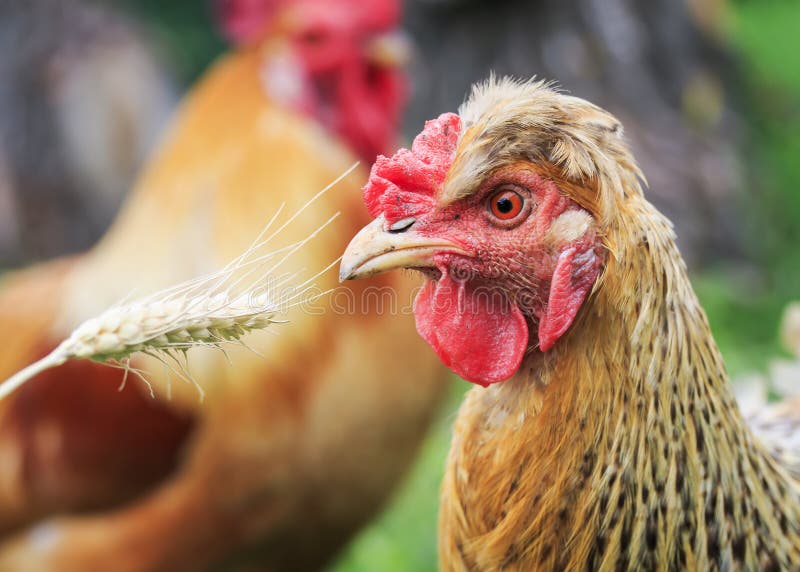 Funny Red Chicken Eats Wheat Grains from a Spikelet in the Yard Stock ...