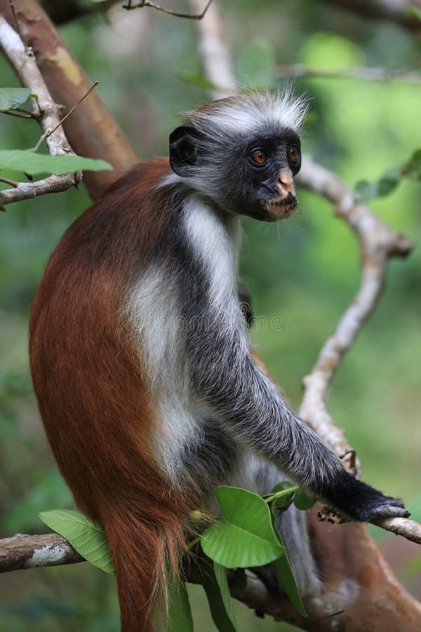 Funny Red Colobus Monkey in Forest Stock Photo - Image of beautiful ...