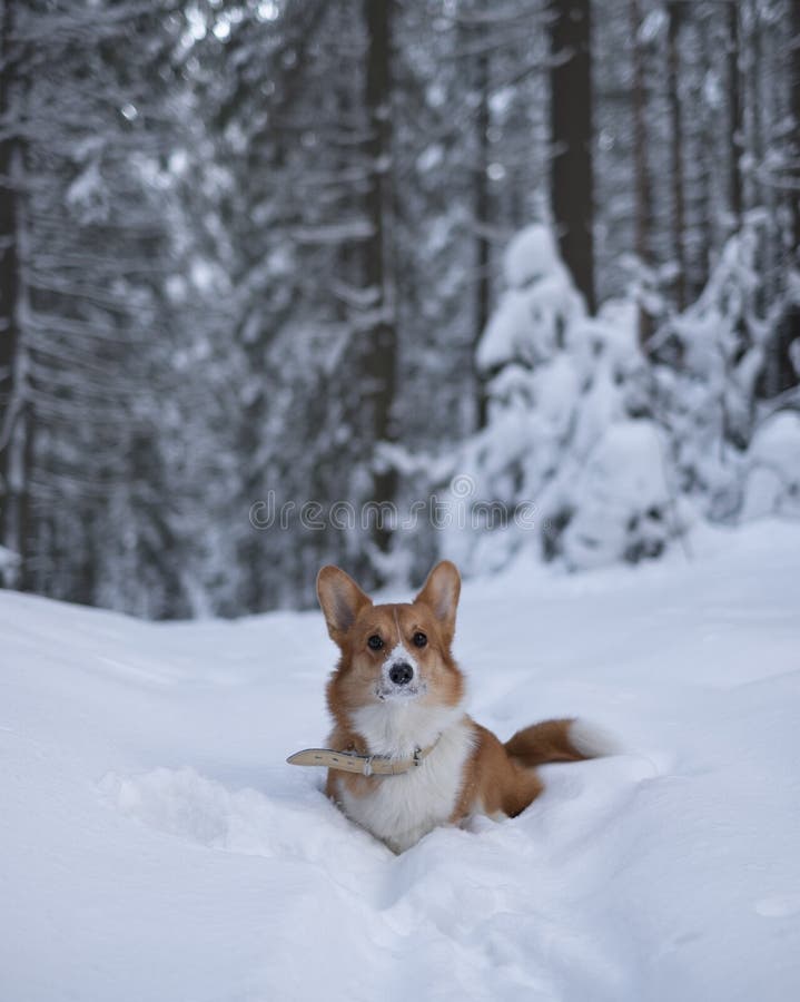 Funny Red Corgi in the Winter in the Forest, with a Muzzle in the Snow ...