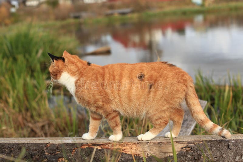 Funny Red Cute Cat in Summer Stock Photo - Image of humor, animal: 43899858