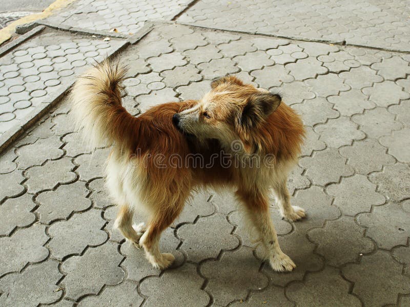 Funny Red Dog Bites His Tail in Street Stock Image - Image of blue ...