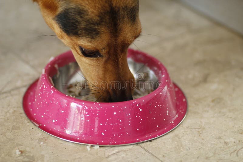 Funny Red Dog Eats from a Pink Bowl Stock Image - Image of funny, eats ...