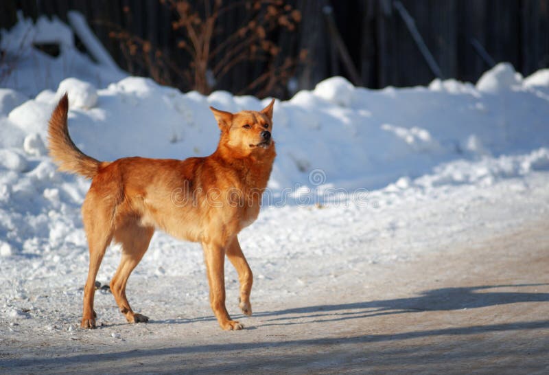 Funny Red Dog on a White Background Stock Image - Image of looking ...