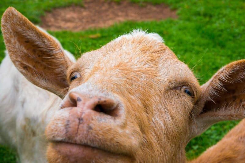 Funny red goat stock photo. Image of silly, looking - 101393064
